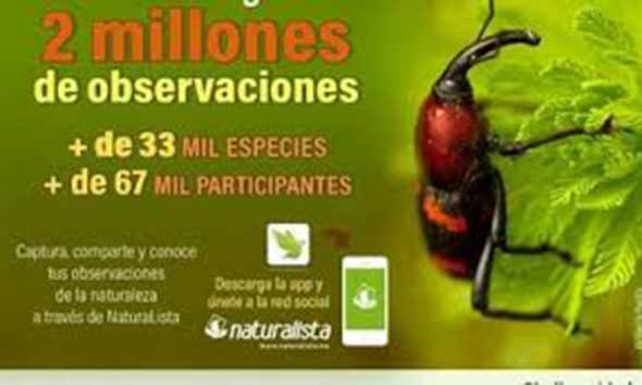 Registra NaturaLista México dos millones de observaciones de especies ...