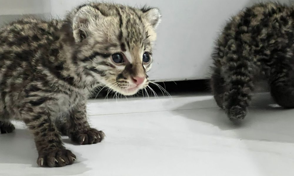 Ocelotes “Otto” y “Osiris” listos para regresar a la libertad tras ...